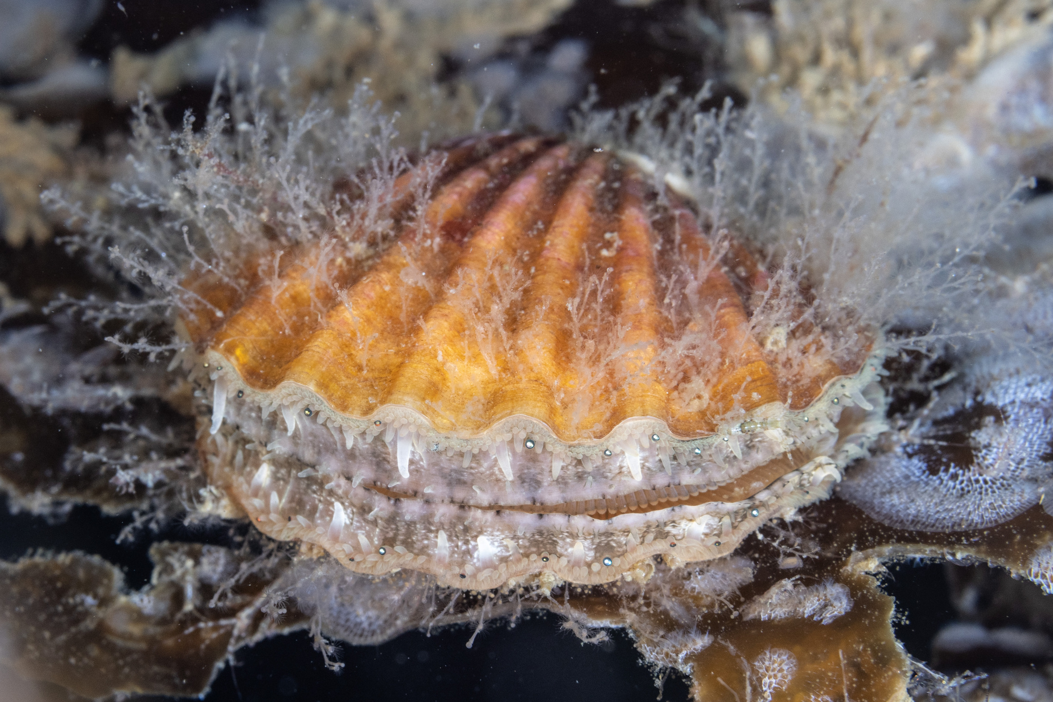 Leptopecten latiauratus (Conrad, 1837)