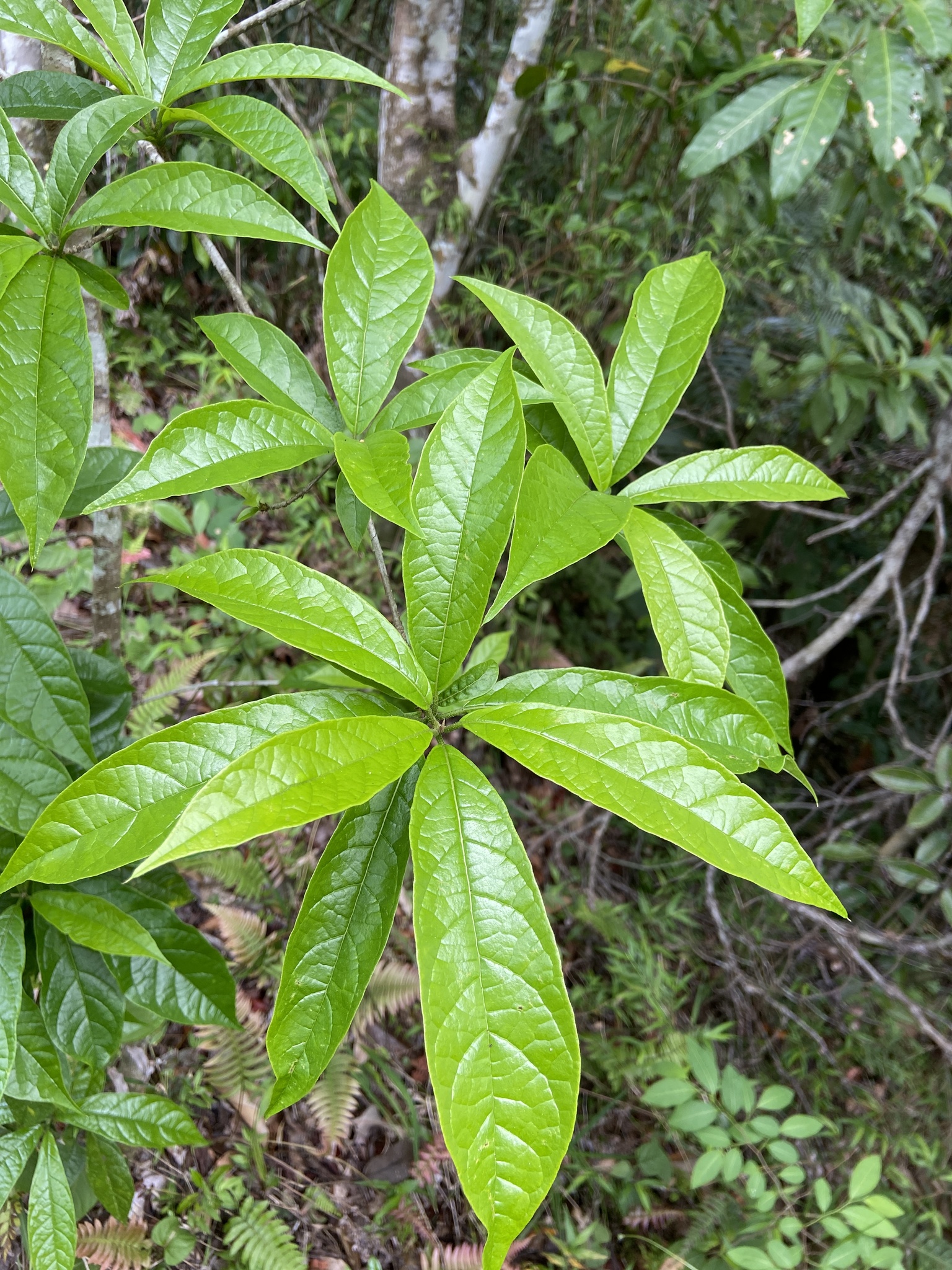 Cordia alliodora (Ruiz & Pav.) Oken
