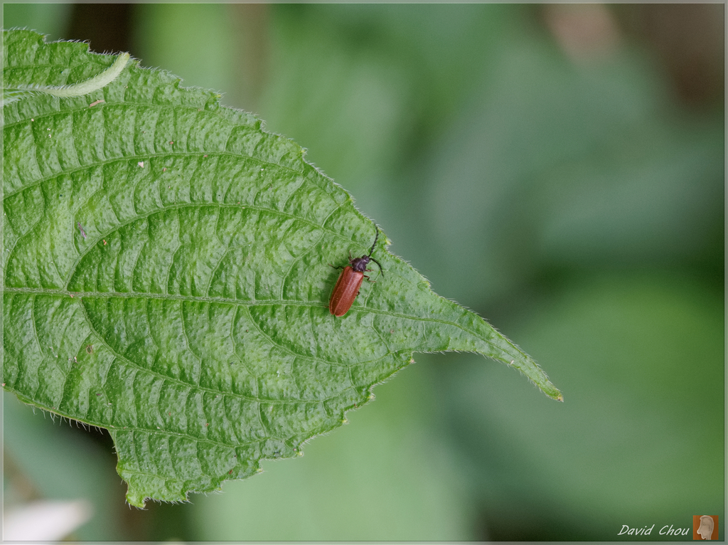 Cyphonocerus taiwanus from 313台灣新竹縣尖石鄉玉峰村1鄰1號 on May 6, 2023 at 10:35 ...