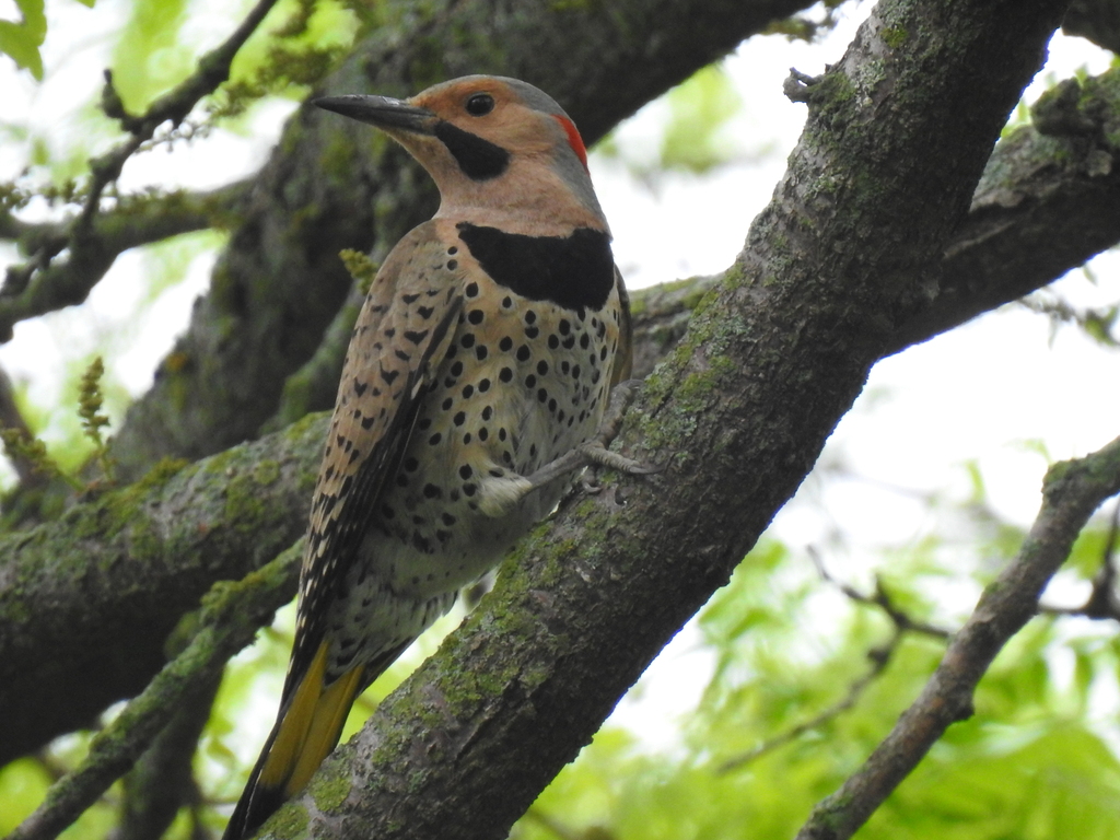 Northern Flicker from Clarke County, IA, USA on May 14, 2023 at 08:06 ...