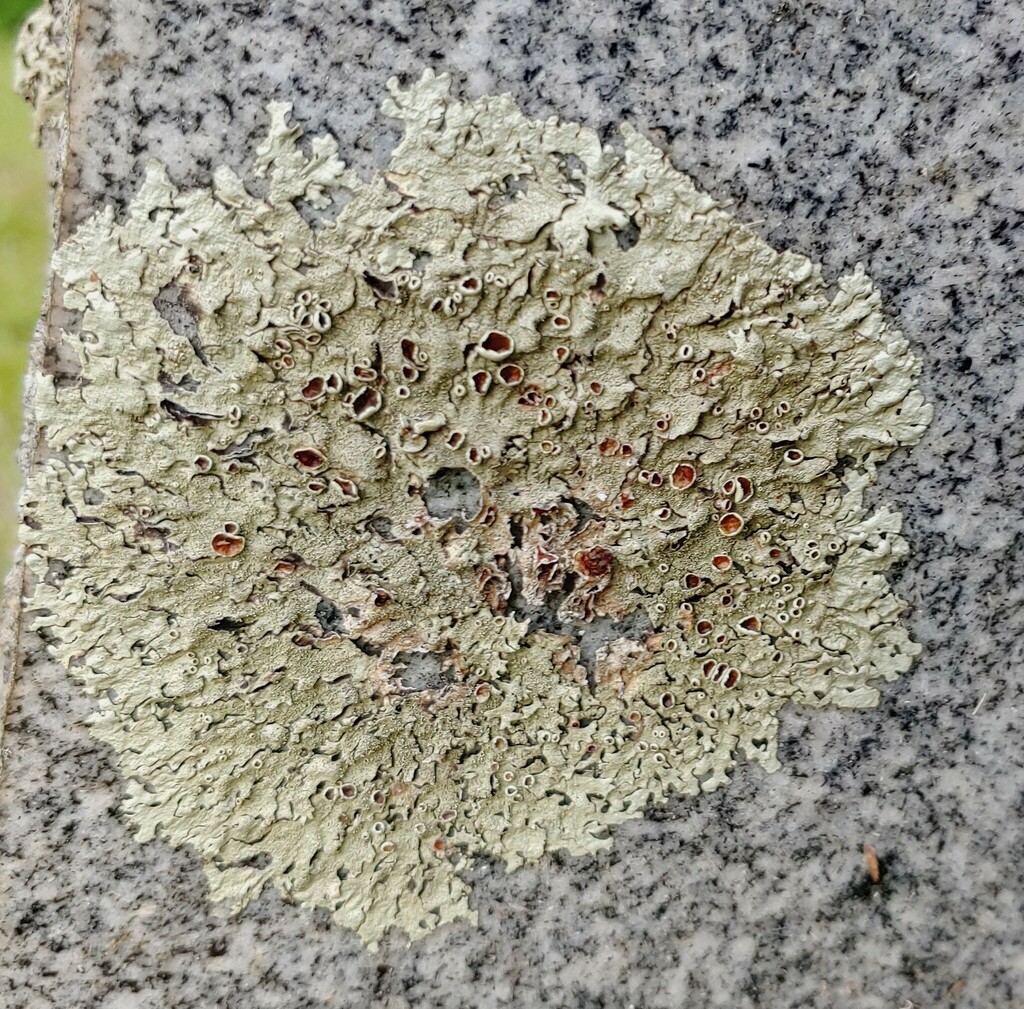 Peppered Rock-shield from Stone Mountain, GA, USA on May 13, 2023 at 07 ...
