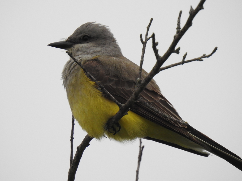 Western Kingbird from Gainesville, TX 76240, USA on May 14, 2023 at 07: ...