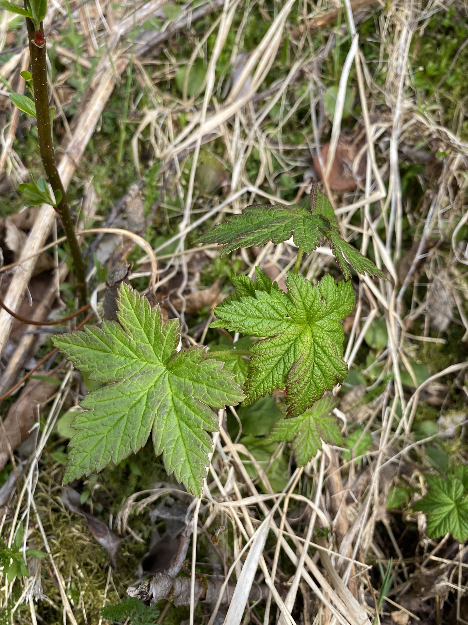 Ribes laxiflorum Pursh