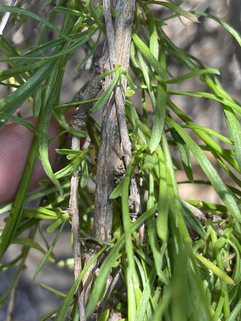 Encinitas Baccharis in May 2023 by Elliot Liu · iNaturalist