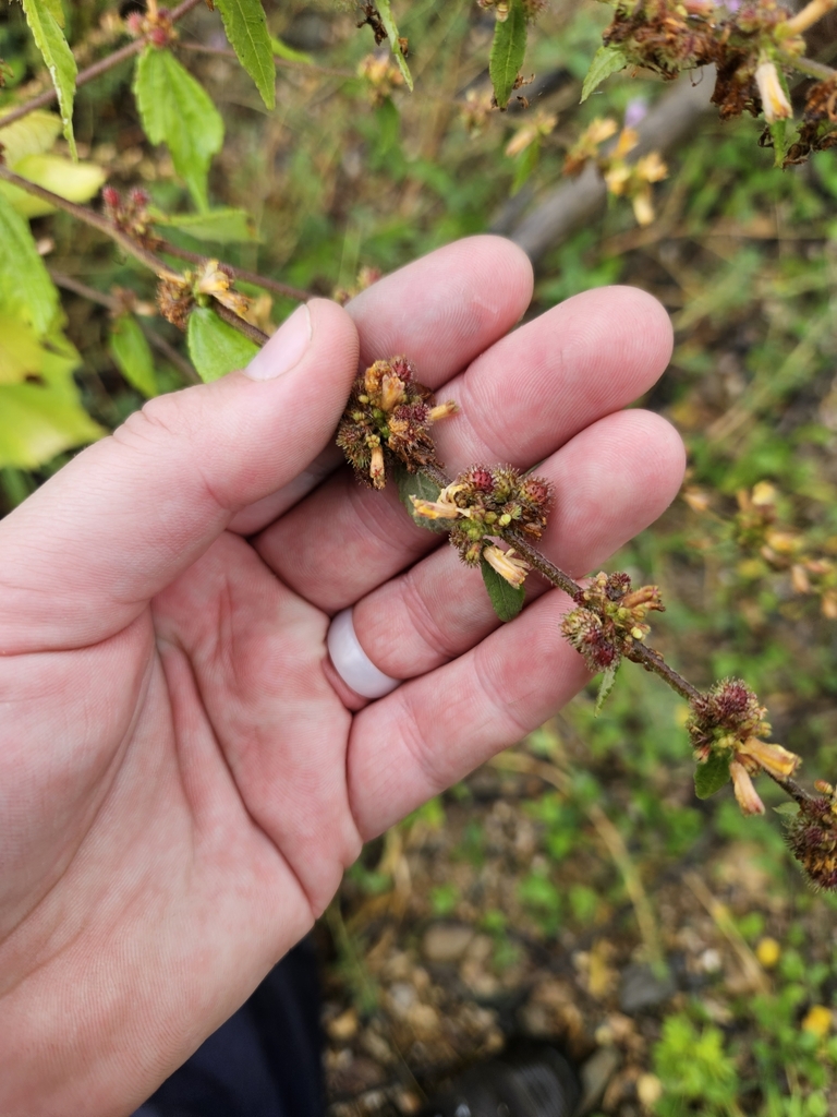 Chinese Bur from Whiteside QLD 4503, Australia on May 15, 2023 at 11:41 ...