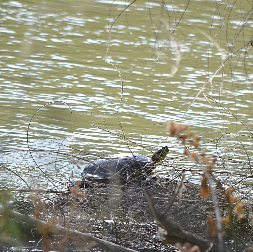 Trachemys gaigeae (Hartweg, 1939)