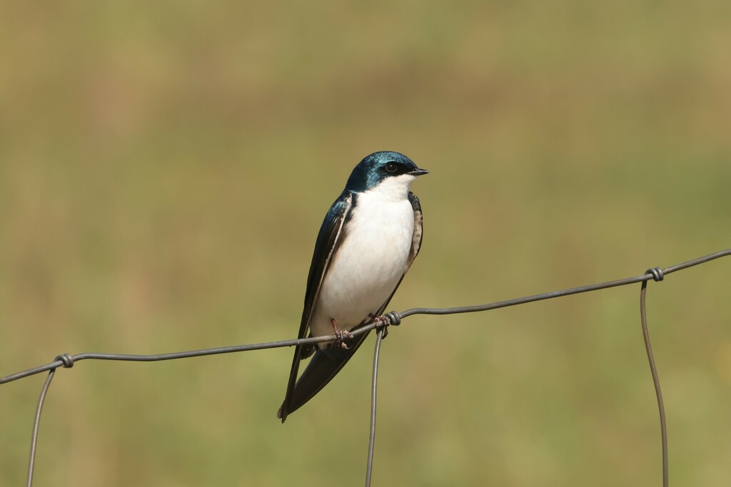 Tree Swallow from Lockerby Conservation Site Near Pine Lake Red Deer ...