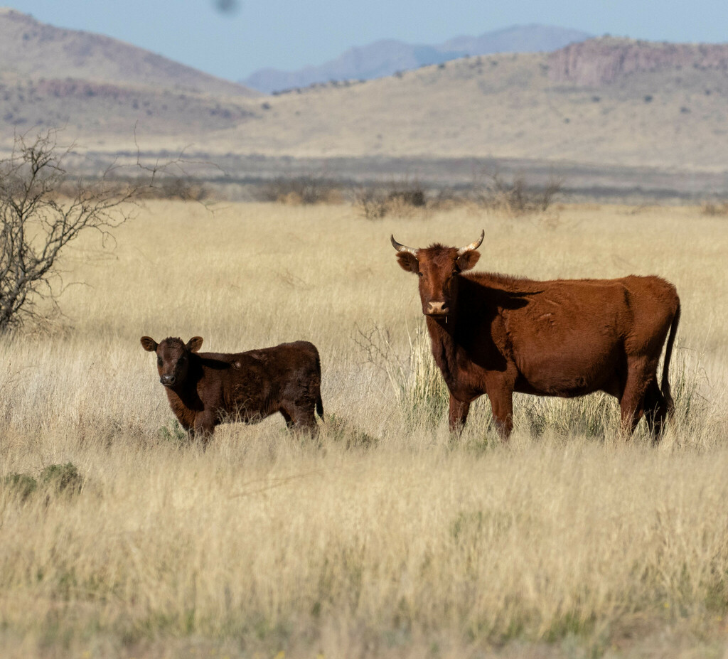 Domestic Cattle from Cochise County, AZ, USA on April 14, 2023 at 03:23 ...