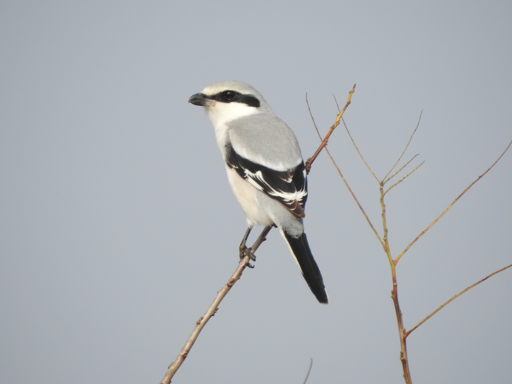 Chinese Grey Shrike from 대한민국 경기도 화성시 우정읍 이화리 1325 on November 10, 2018 ...