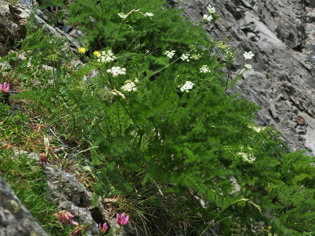 Spignel from 64490 Lescun, France on July 02, 2015 at 11:36 PM by Chris ...