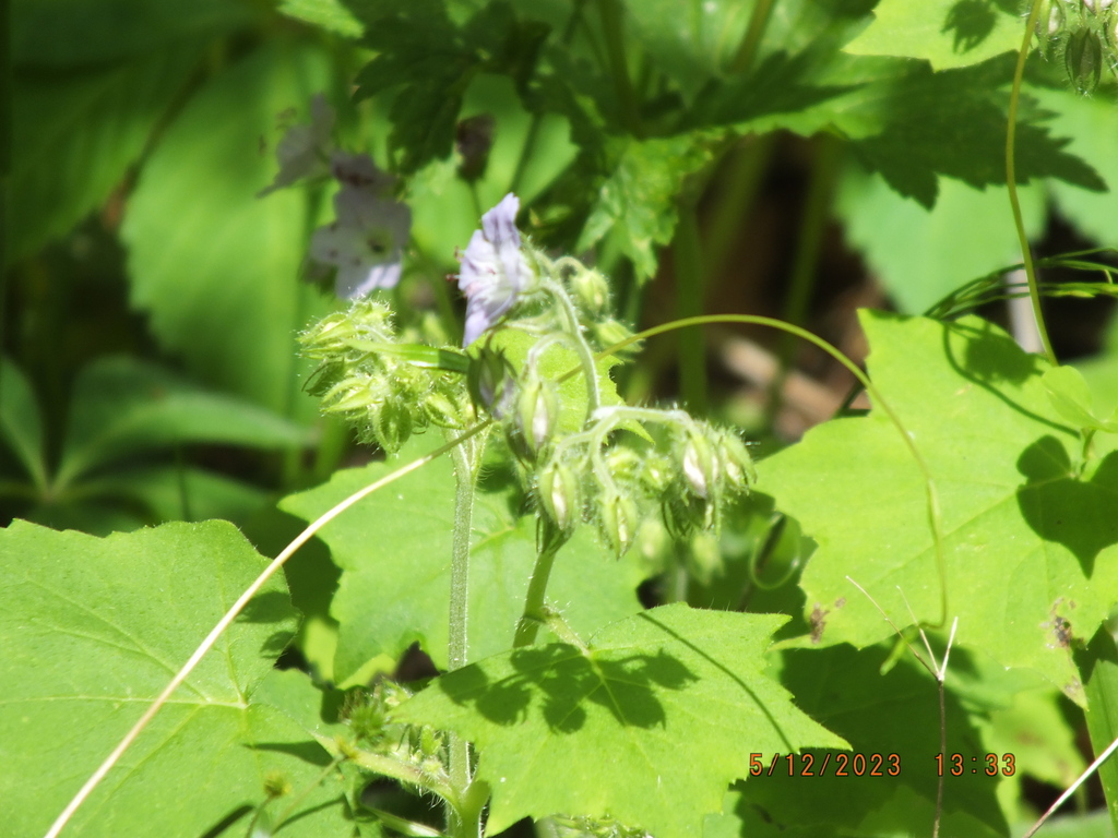 great waterleaf from Hendricks County, IN, USA on May 12, 2023 at 01:33 ...