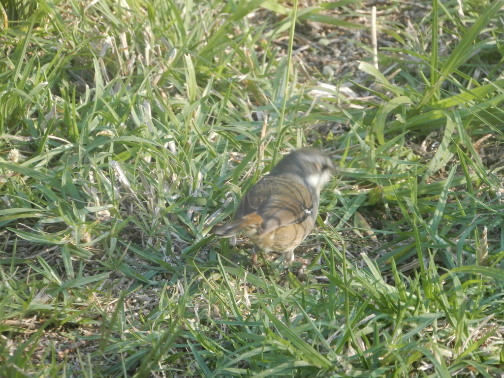 White-browed Scrubwren from Upper Tooloom NSW 2475, Australia on May 07 ...