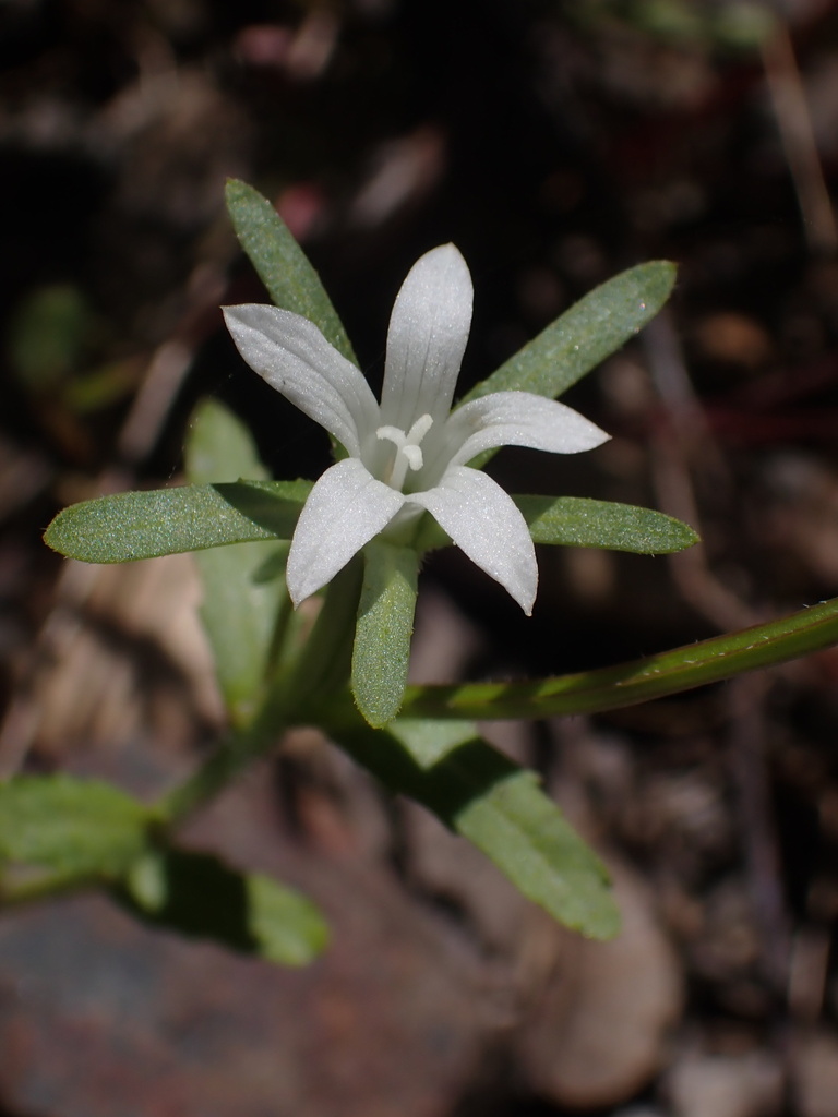 Githopsis diffusa candida from Orange County, Cleveland National Forest ...