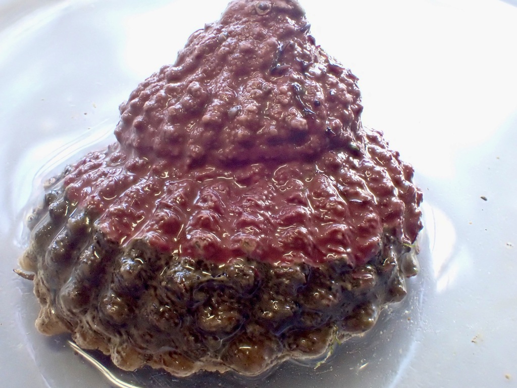 Cook's Turban from Taranaki, New Zealand on May 14, 2023 at 12:30 PM by ...