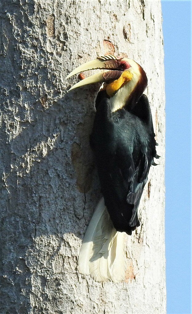 Wreathed Hornbill in February 2020 by Scott Flamand · iNaturalist