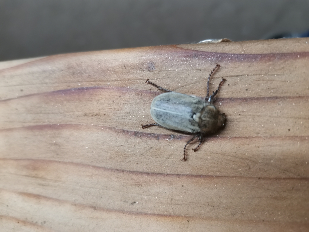 Dusty June Beetle from El Testerazo on May 14, 2023 at 09:04 PM by ...