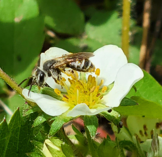 Nason's Mining Bee from Joneville Allotments, Toronto, ON, Canada on ...