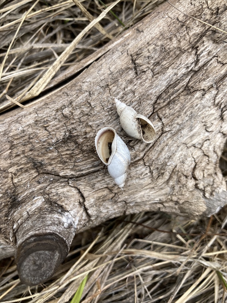 Marsh Pond Snail from Bighorn No. 8, AB, Canada on May 11, 2023 at 12: ...