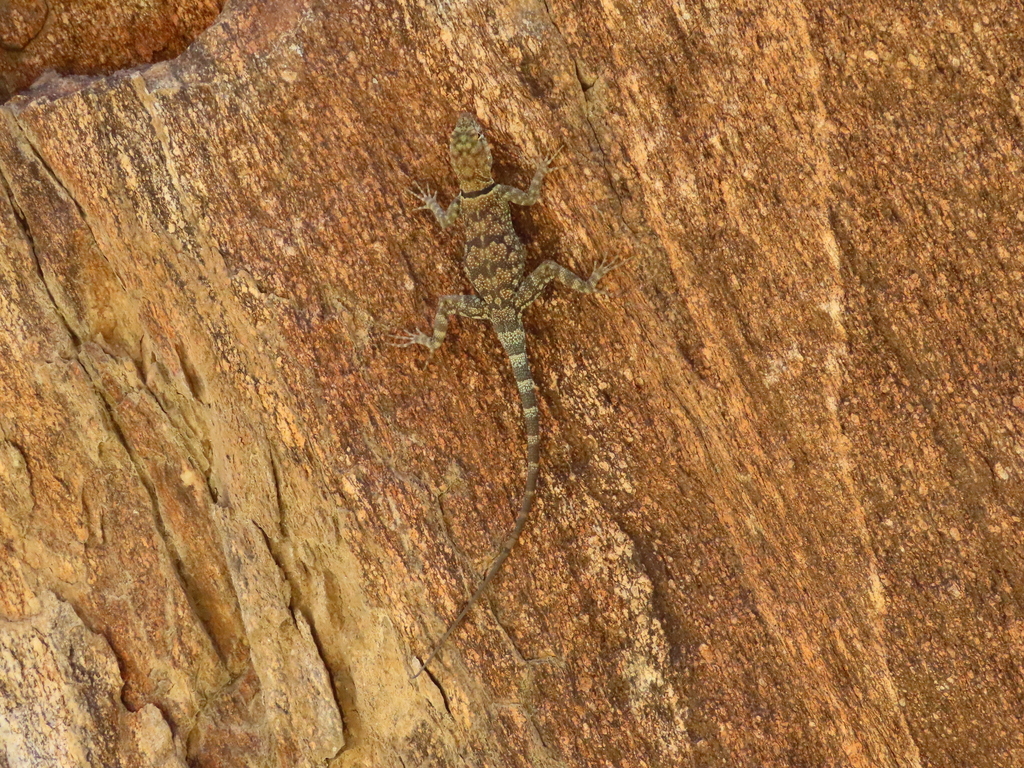 Banded Rock Lizard from Palm Springs, CA, USA on April 26, 2023 at 11: ...