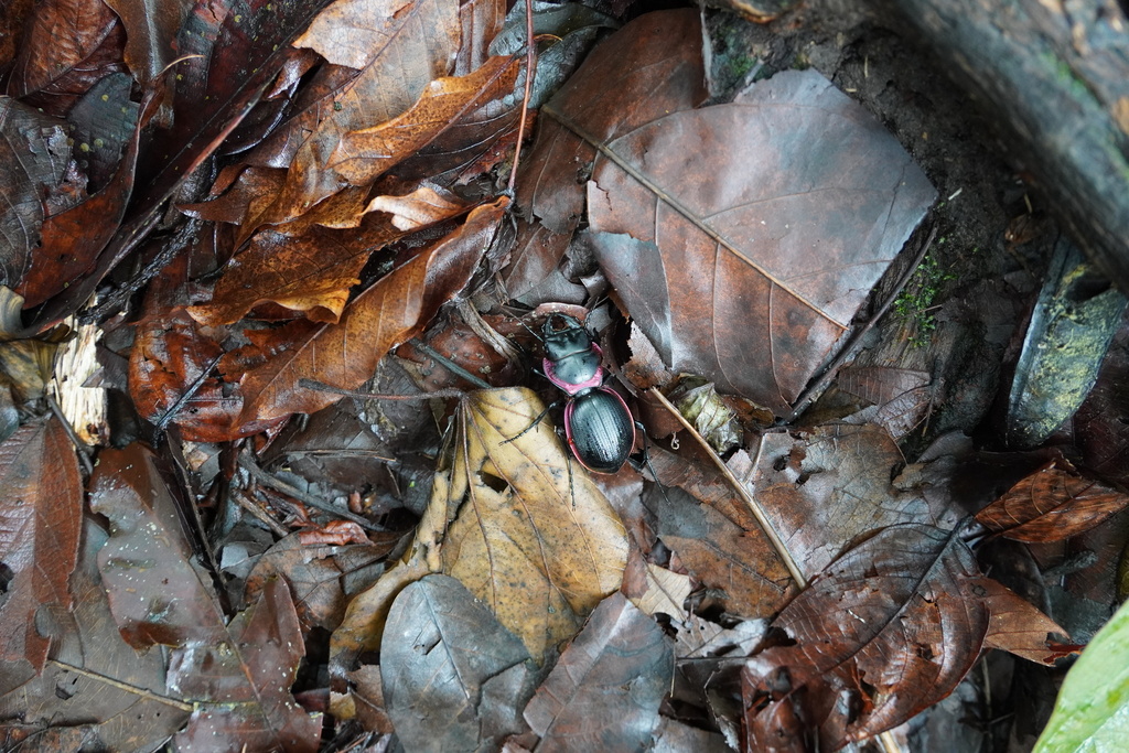 Copper-bordered Ground Beetle from Nong I Loeng, Si Than, Phu Kradueng ...