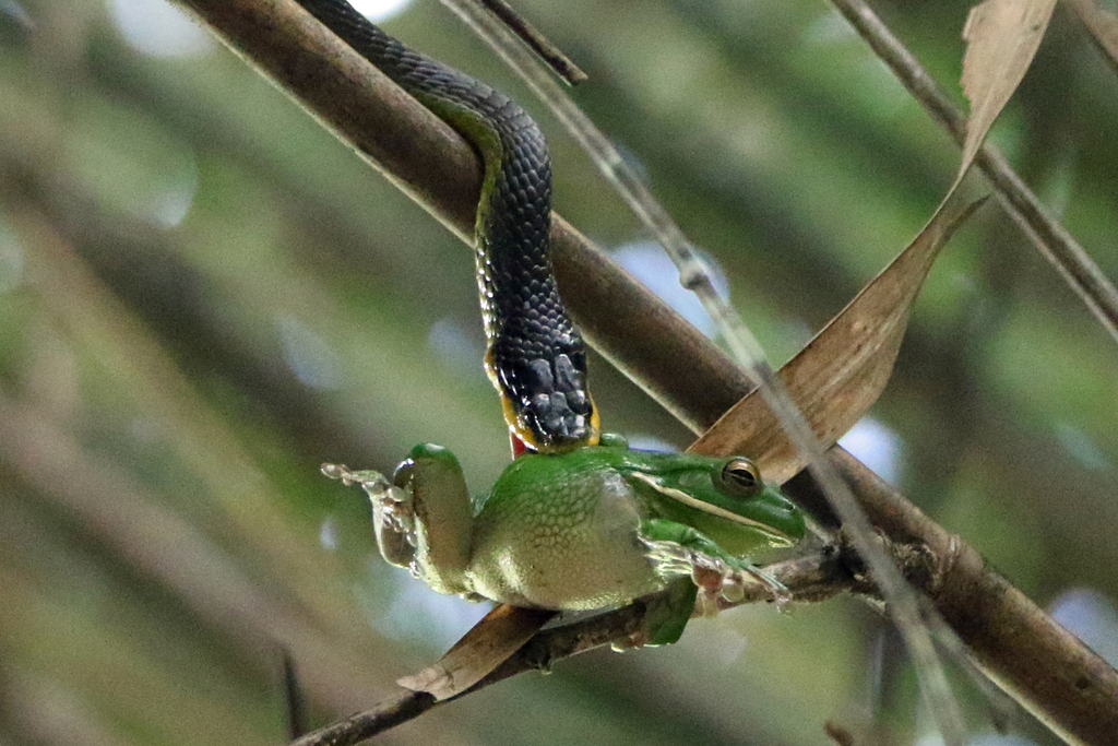 Common Tree Snake from Julatten QLD 4871, Australia on May 1, 2021 at ...