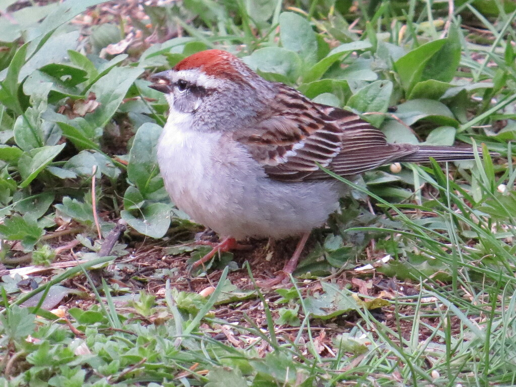 Chipping Sparrow from Flinton, ON K0H 1P0, Canada on May 8, 2023 at 06: ...