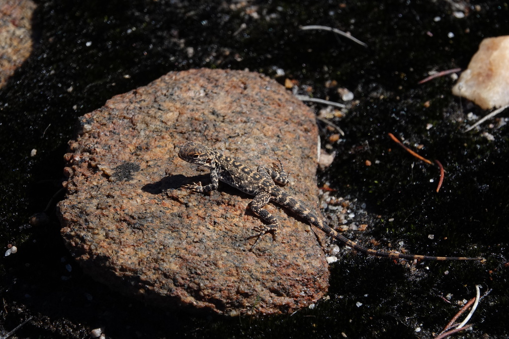 Ornate Crevice-dragon from Thistle Cove to Hellfire Bay, Cape Le Grand ...