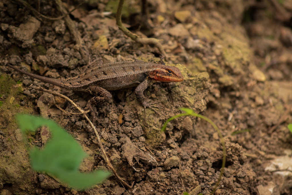 Rose-bellied Lizard from Aquismón, S.L.P., México on April 14, 2023 at ...