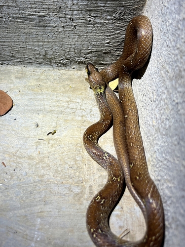 Yellow-collared Wolf Snake (Lycodon flavicollis) - Snakes and Lizards