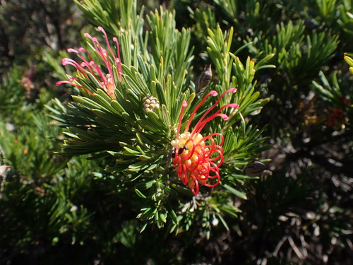 Red Combs (Grevillea concinna) · iNaturalist