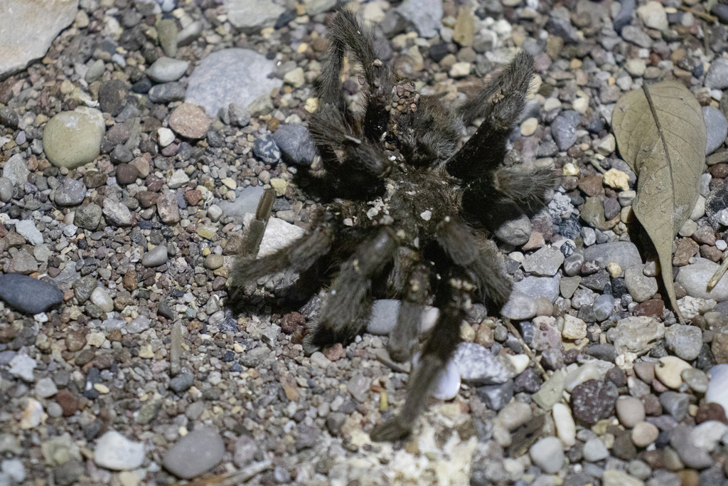 Veracruz Red-rump Tarantula in April 2023 by Joel Díaz López · iNaturalist