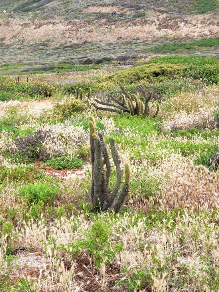 Golden-spined Cereus in May 2023 by Chiara T · iNaturalist