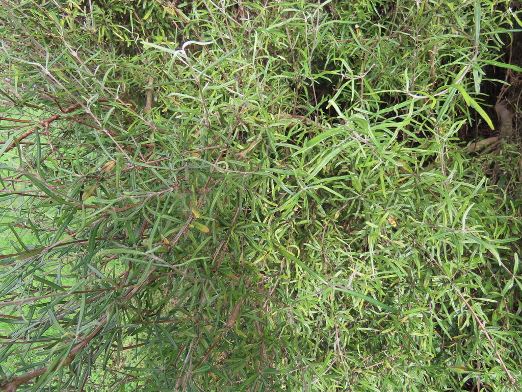 Olearia lineata 'dartonii' in May 2023 by Simon Nicholas · iNaturalist