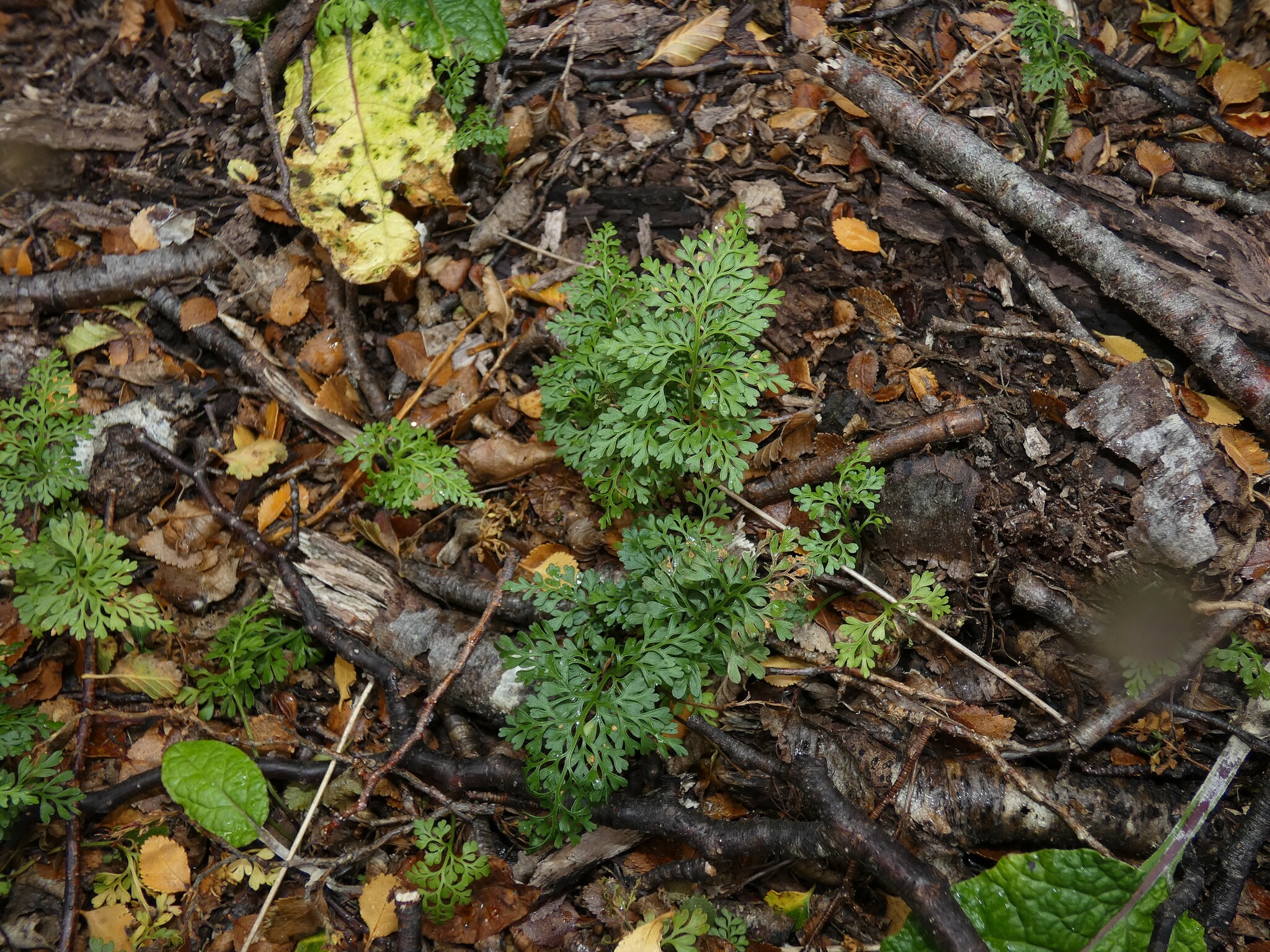 Asplenium dareoides Desv.