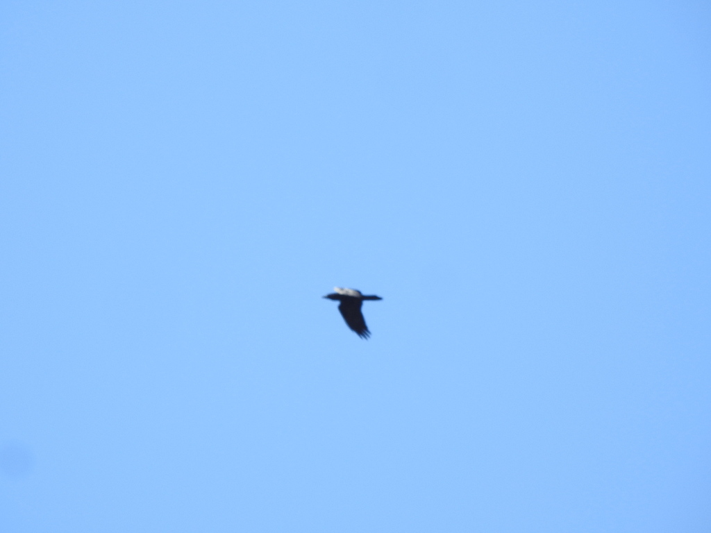 Common Raven from Napa County, CA, USA on May 14, 2023 at 03:30 PM by ...
