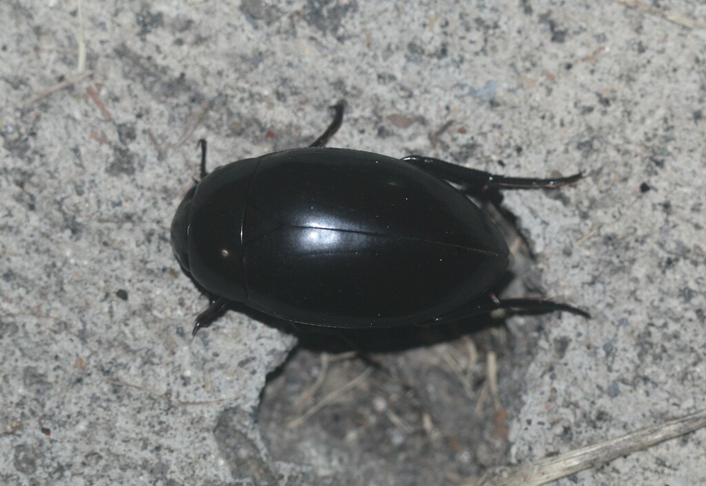 Hydrophilus ovatus from South Side, Corpus Christi, TX, USA on May 14 ...