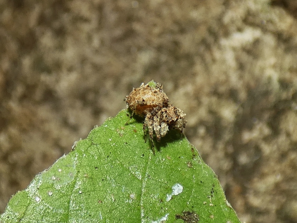 Dandy Spiders from Guinsohotan on May 15, 2023 at 12:21 PM by Kai ...