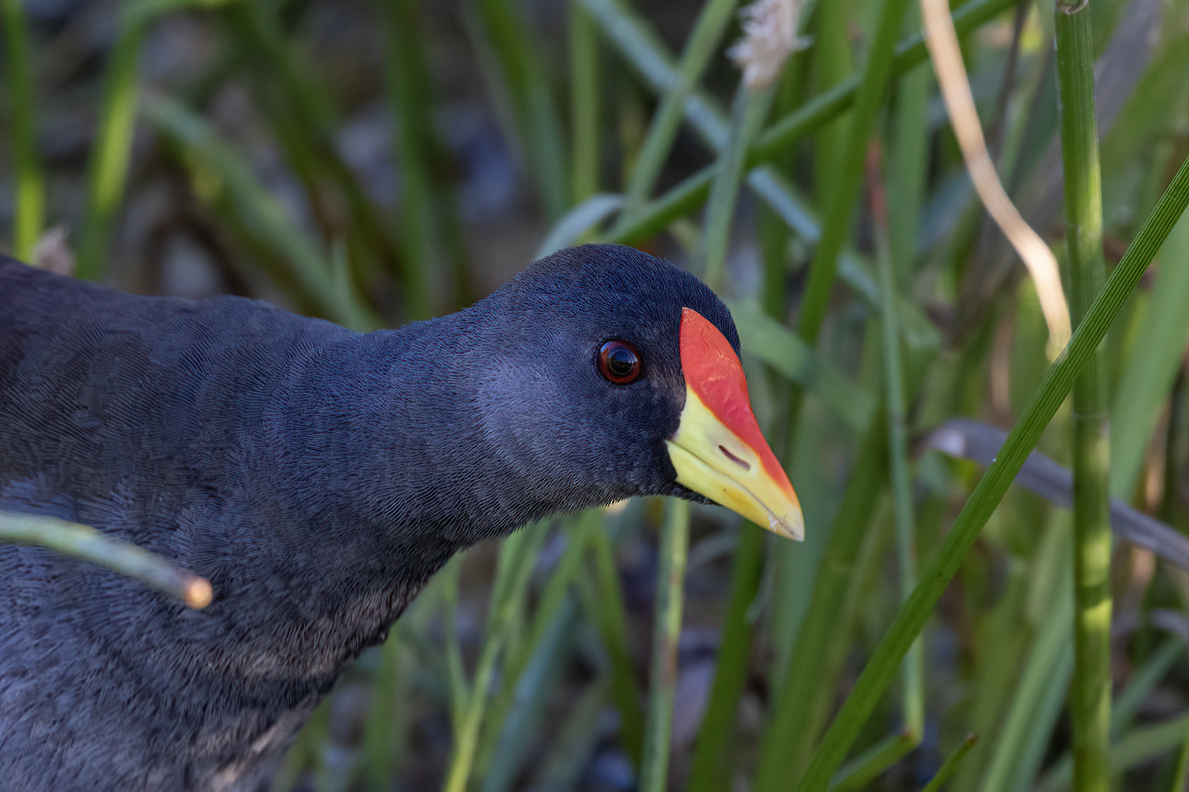 Gallinula angulata Sundevall, 1850