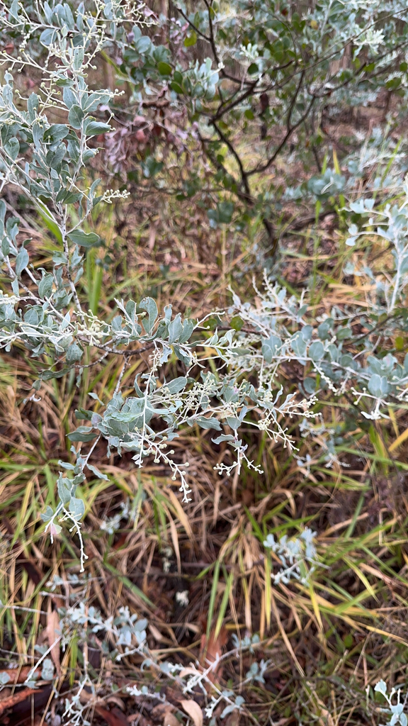 Queensland silver wattle from Brookfield (incl. Brisbane Forest Park ...