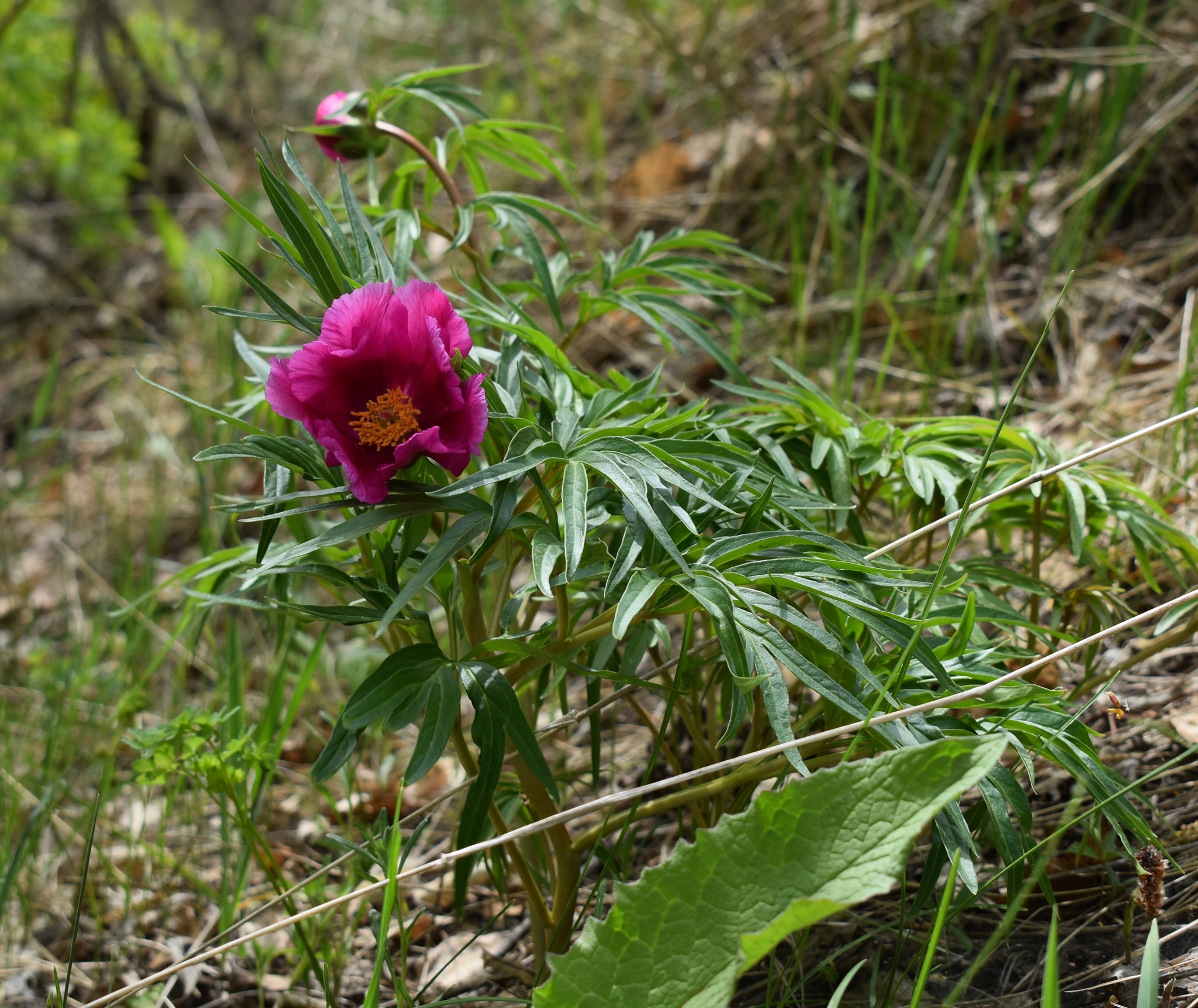 Paeonia intermedia C.A.Mey. ex Ledeb.