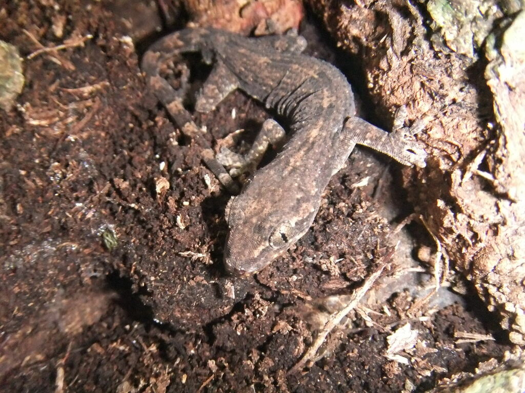 Hokou Gecko in March 2012 by hakkahamushi · iNaturalist