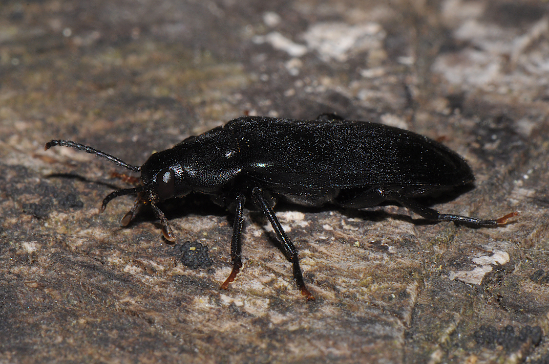 Melandrya caraboides (Linnaeus, 1760)