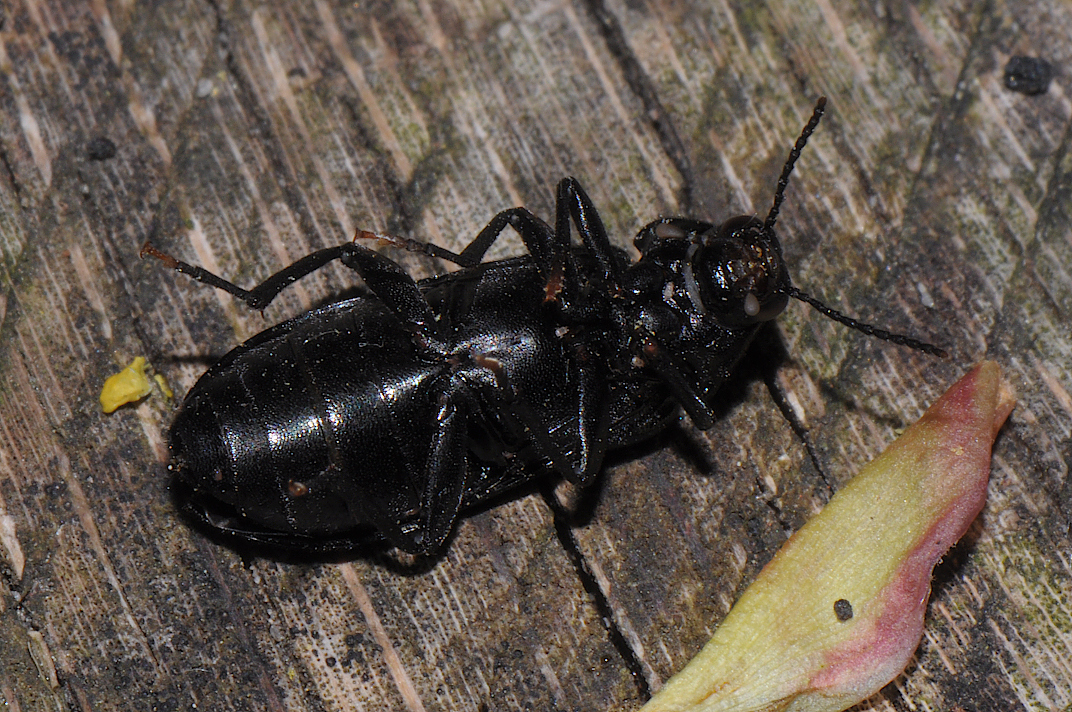 Melandrya caraboides (Linnaeus, 1760)