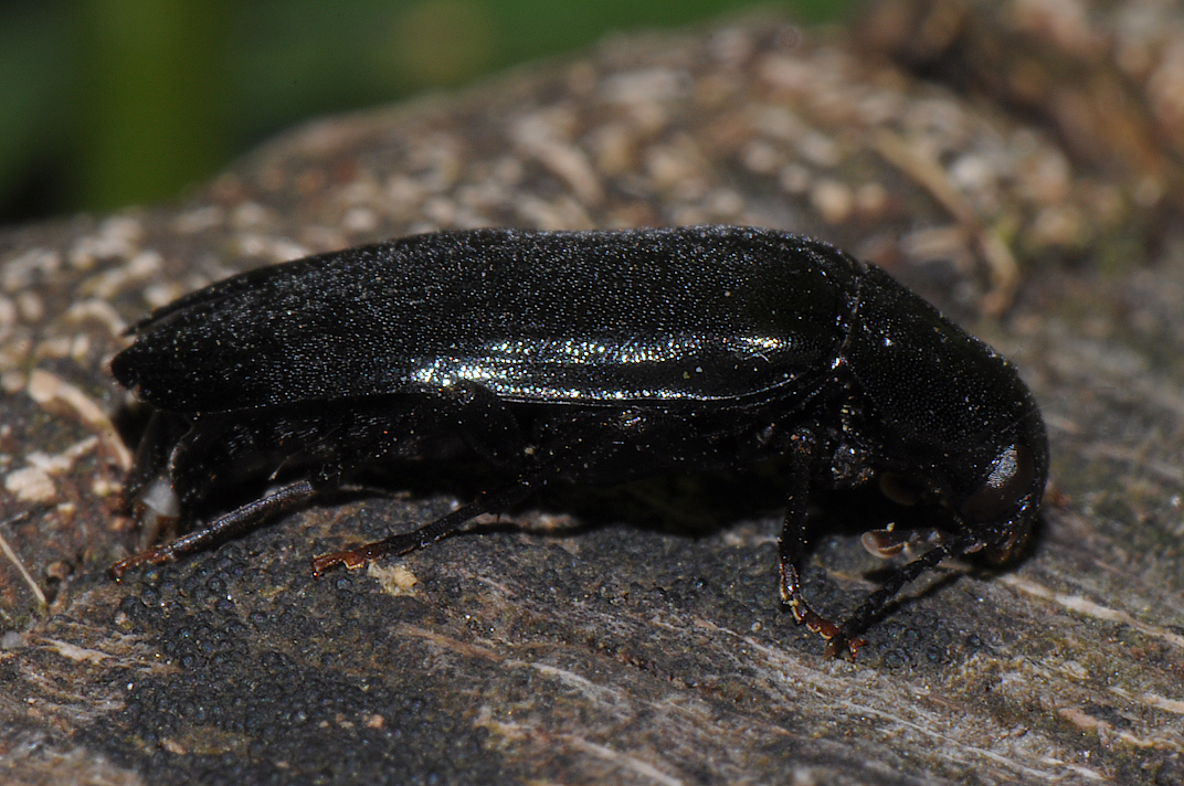 Melandrya caraboides (Linnaeus, 1760)