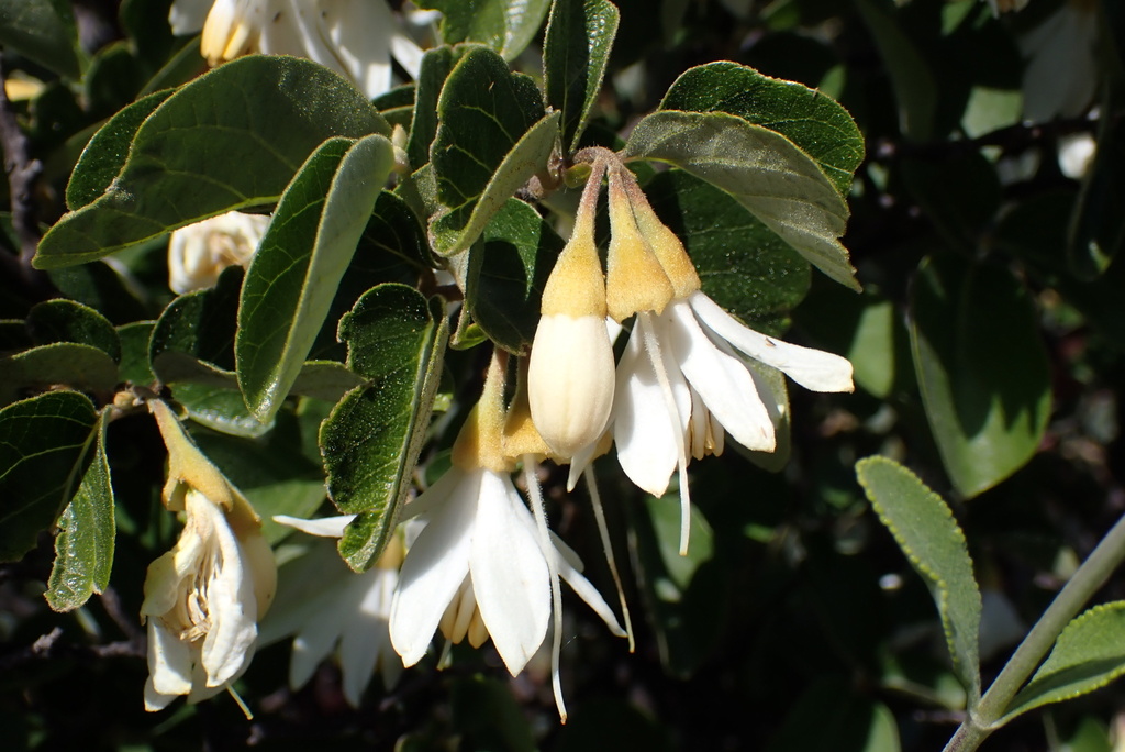 California snowdrop bush (Palomar Mountain State Park) · iNaturalist