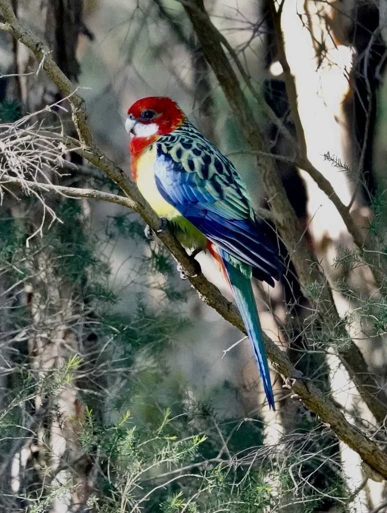 White-cheeked rosella from Heatherdale Rd, Vermont, VIC, AU on May 15 ...