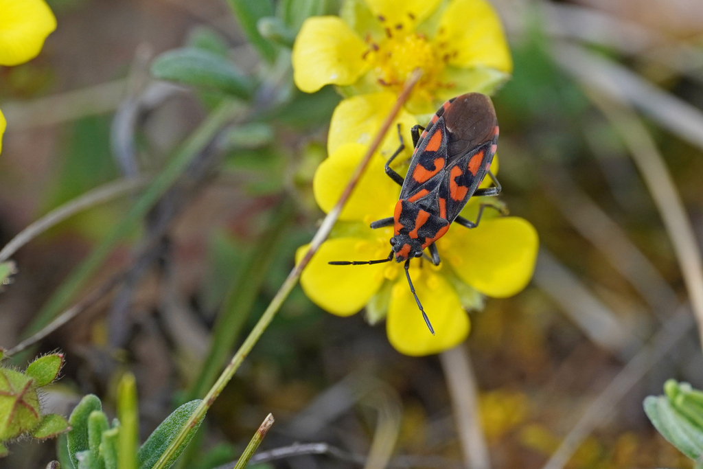 Spilostethus saxatilis from 94437 Mamming, Deutschland on April 17 ...
