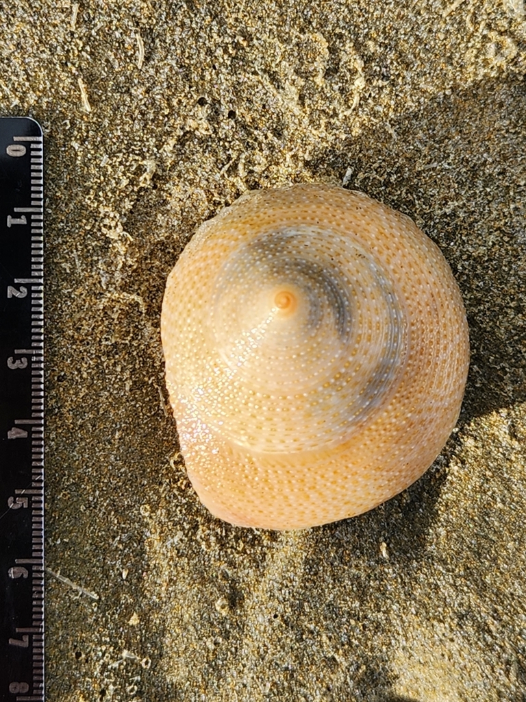 Maurea selecta from Northland, New Zealand on May 15, 2023 at 04:11 PM ...