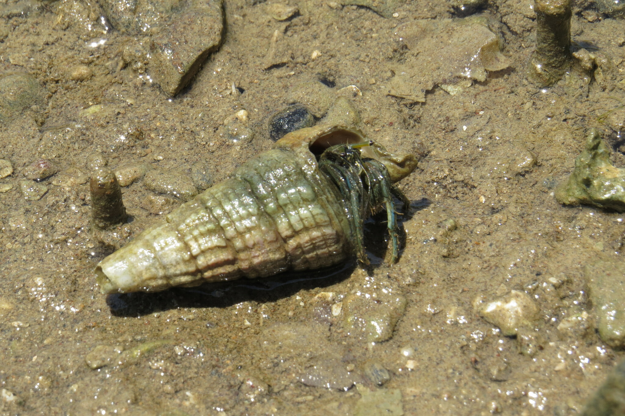 Clibanarius longitarsus (De Haan, 1849)