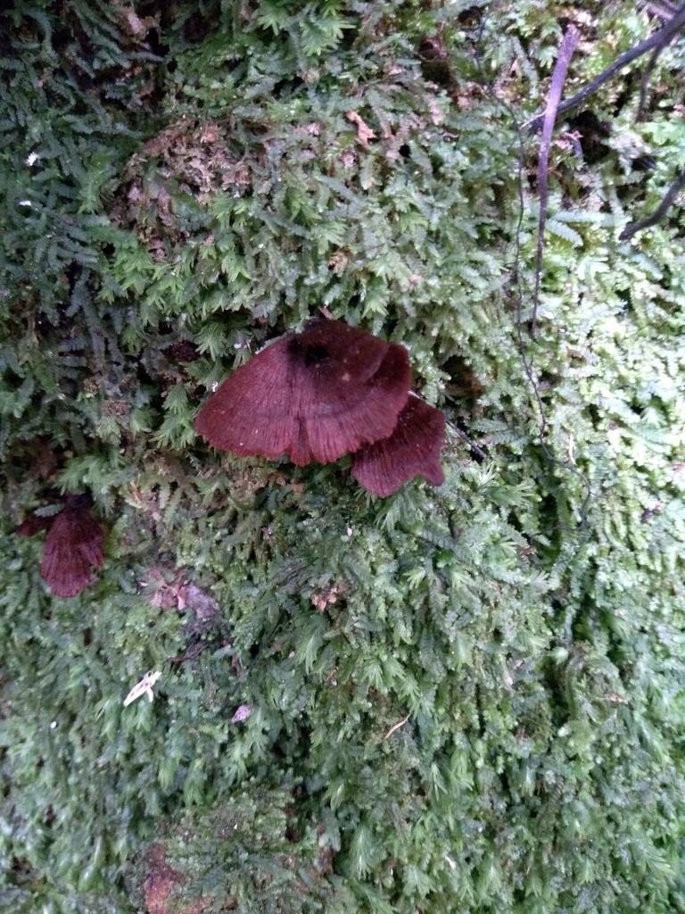 Coltricia salpincta from Kelburn, Wellington, New Zealand on May 15 ...